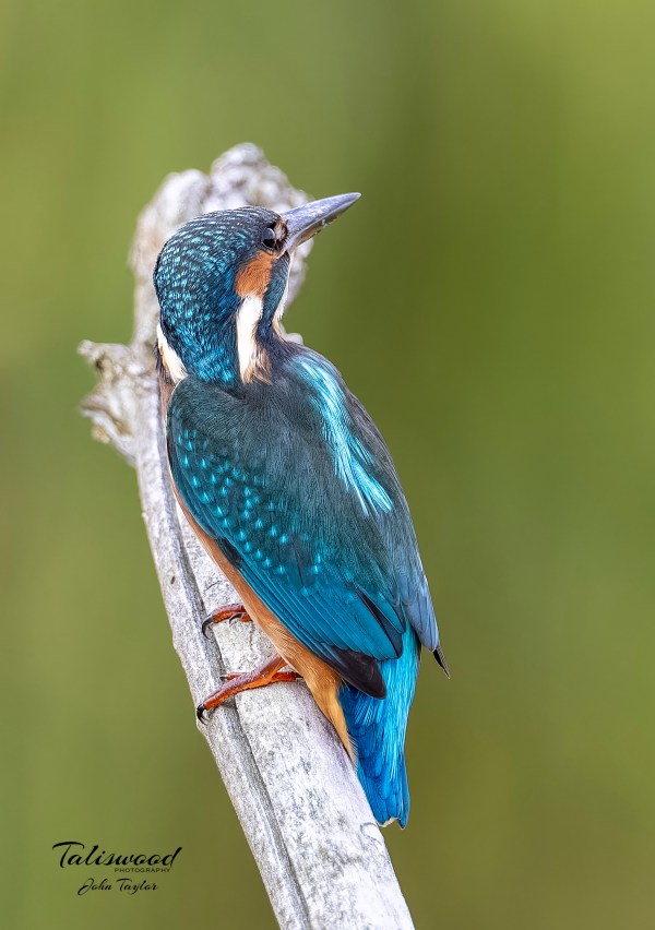 Water Birds including Kingfishers – Taliswood Wildlife Photography